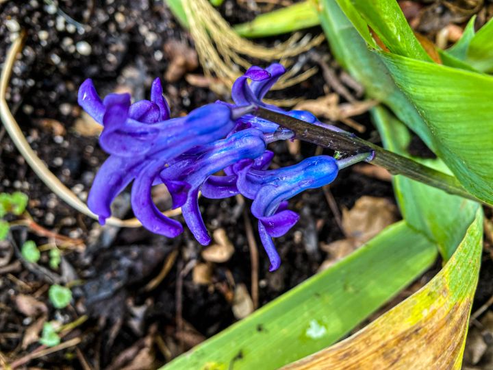 Spring/Summer Flowers 2022 - Vickielynne - Photography, Flowers, Plants ...