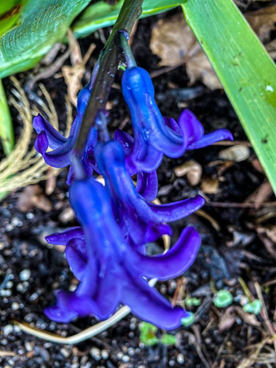 Spring/Summer Flowers 2022 - Vickielynne - Photography, Flowers, Plants ...