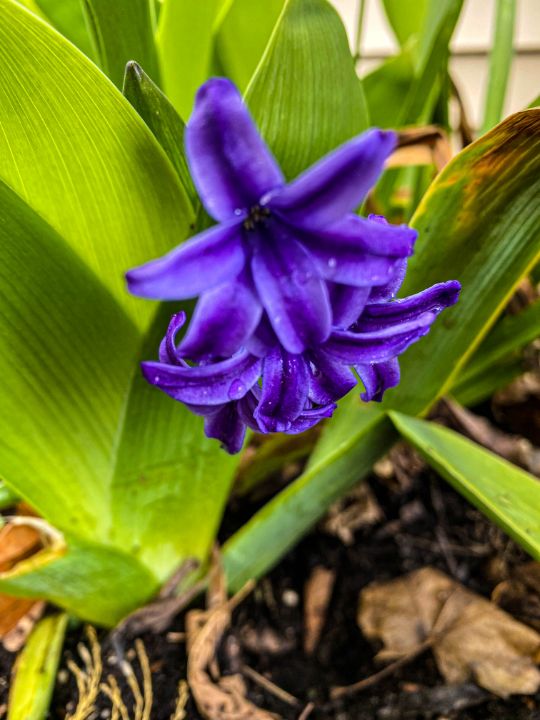 Spring/Summer Flowers 2022 - Vickielynne - Photography, Flowers, Plants ...