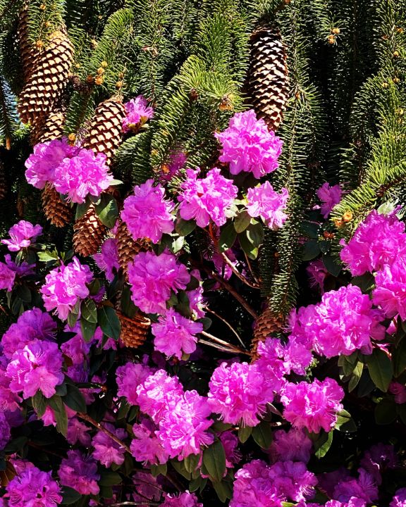 Spring/Summer Flowers in Iowa - Vickielynne - Photography, Flowers ...