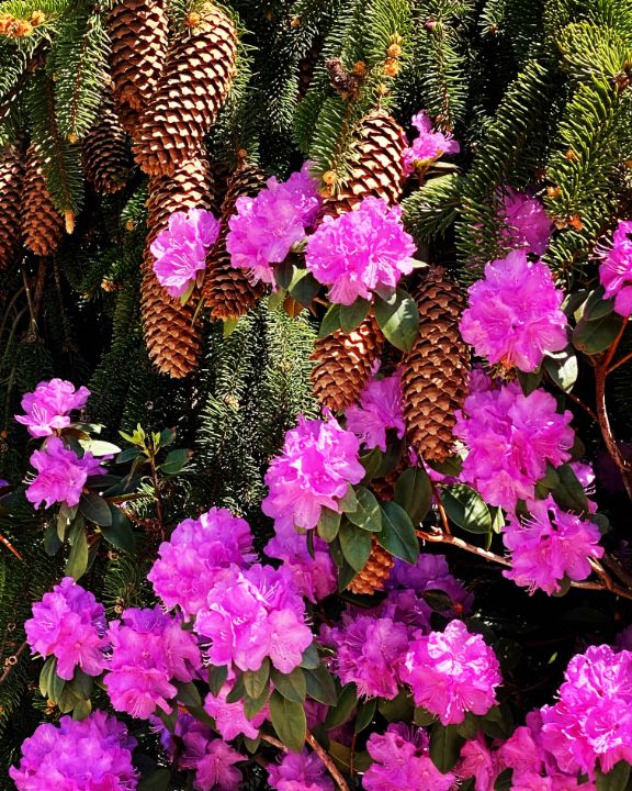 Spring/Summer Flowers in Iowa 2022 - Vickielynne - Photography, Flowers ...