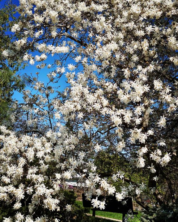 Spring/Summer Flowers in Iowa - Vickielynne - Photography, Flowers ...