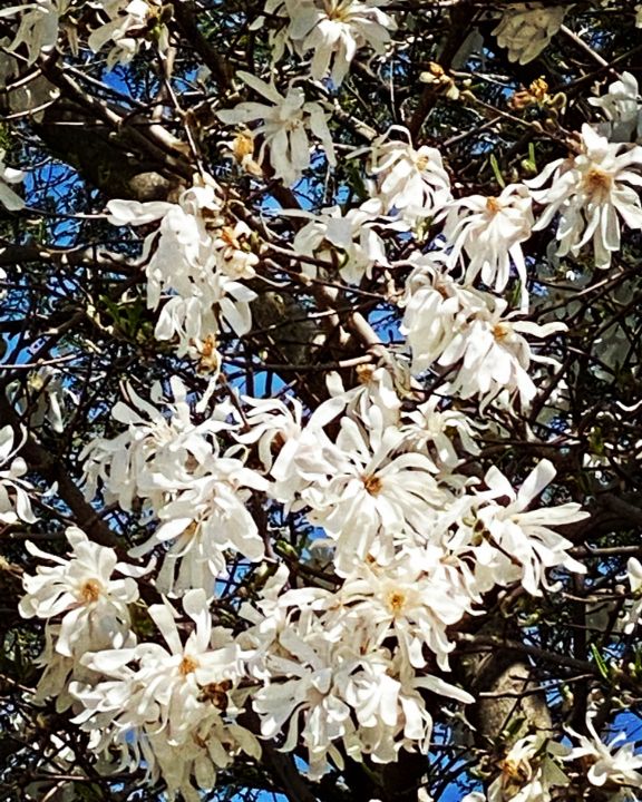 Spring/Summer Flowers in Iowa - Vickielynne - Photography, Flowers ...