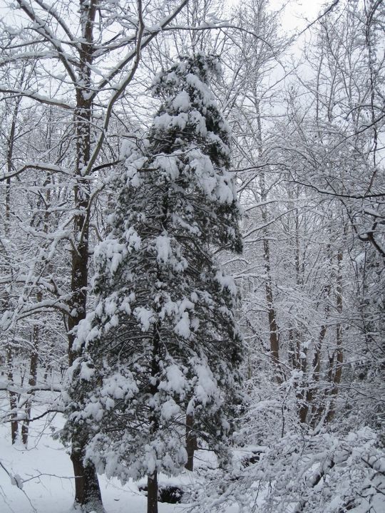 Trees in Winter - Country Life by Heath Forbes - Photography ...