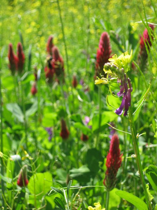 Clover - Country Life by Heath Forbes - Photography, Flowers, Plants ...