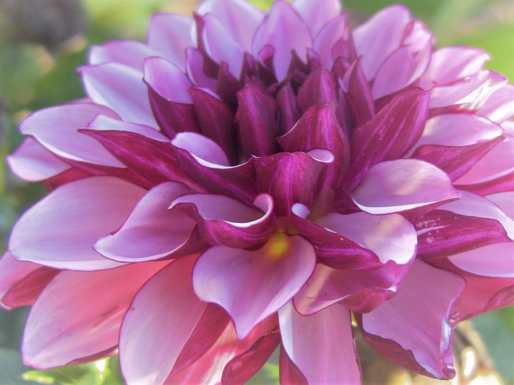 Purple Dhalia - Country Life by Heath Forbes - Photography, Flowers ...