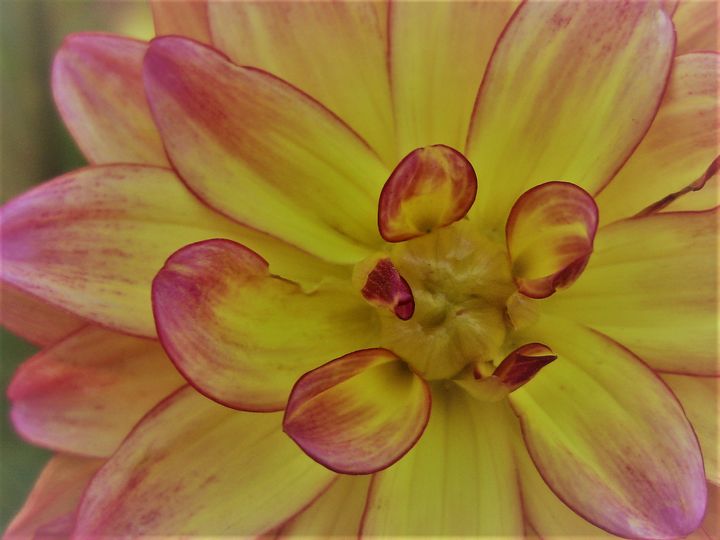 Yellow Dahlia - Country Life by Heath Forbes - Photography, Flowers ...