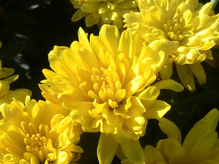 Yellow Mum - Country Life by Heath Forbes - Photography, Flowers ...