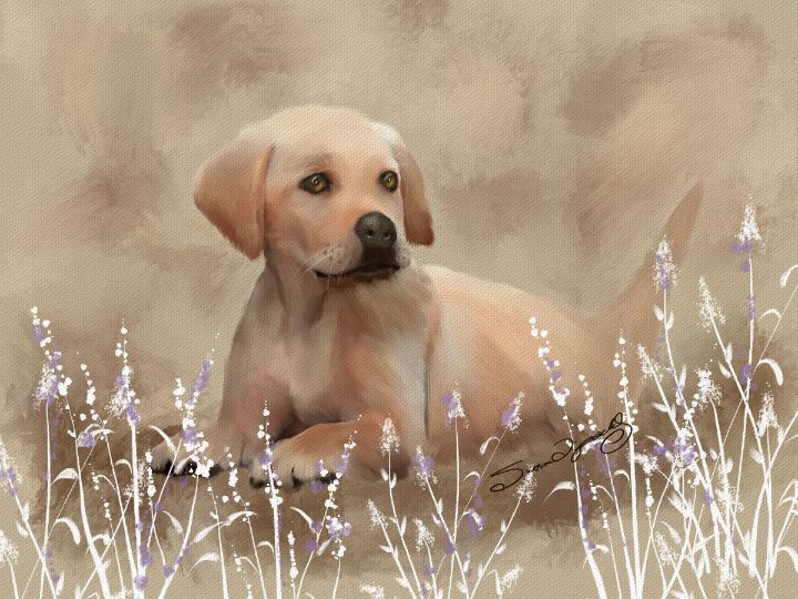 YELLOW LAB PUP by susan lipschutz - SHAYNA PHOTOGRAPHY - Digital Art ...