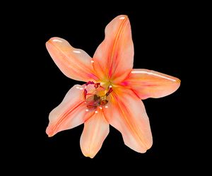 Glass Lily - Eric's Photos - Photography, Flowers, Plants, & Trees, Flowers, Flowers I-Z, Lilies ...