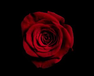 Single Red Rose - Eric's Photos - Photography, Flowers, Plants, & Trees ...