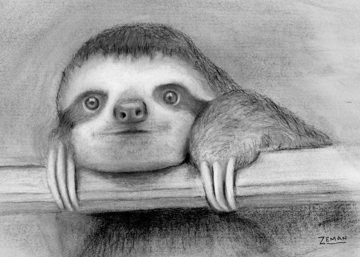 Sloth - Ron Zeman - Drawings & Illustration, Animals, Birds, & Fish ...