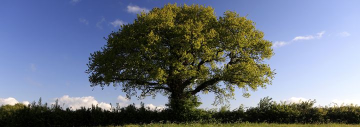 English Oak tree in Spring - Dave Porter Landscape Photography ...