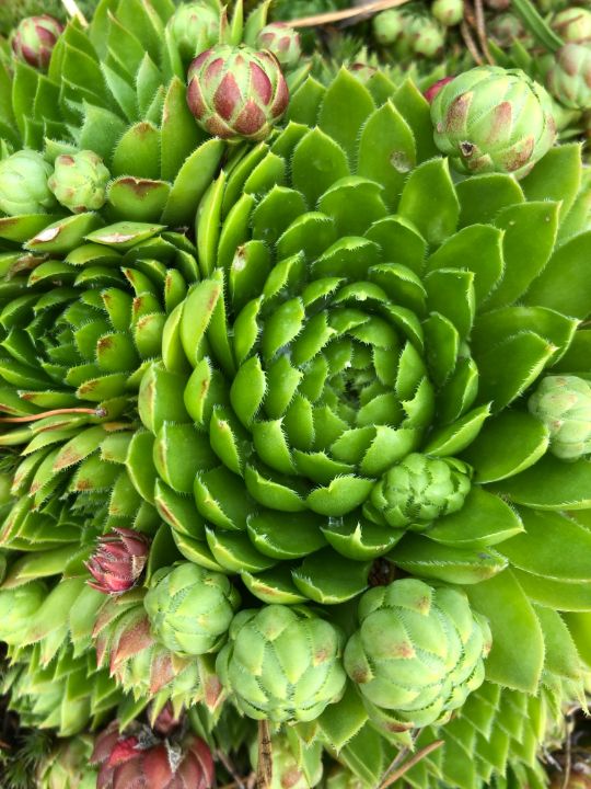 Crassulaceae/houseleek - Sandra Pettersson Stolk - Photography, Flowers ...