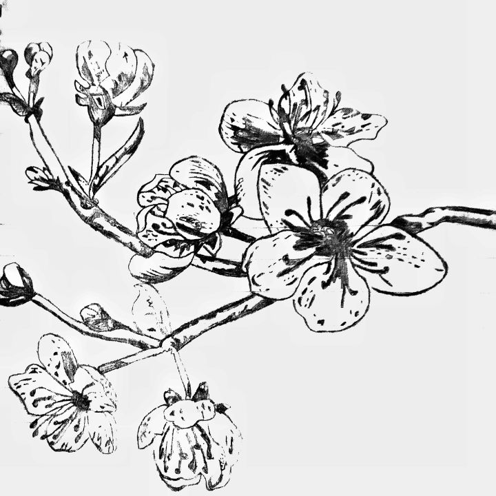 Darmy - Drawings & Illustration