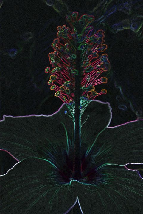 velvet colored flower - feiermar - Photography, Flowers, Plants ...