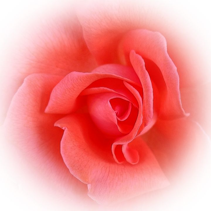 pink coral rose - feiermar - Photography, Flowers, Plants, & Trees ...