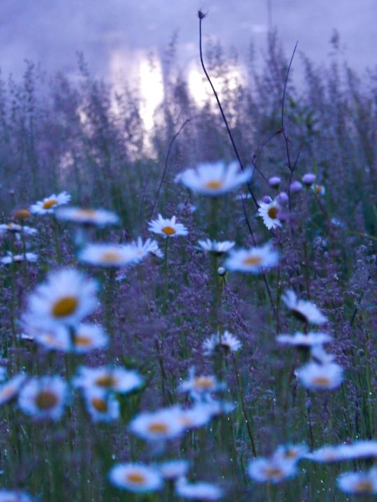 Daisy Sunrise - Art by Ada - Photography, Flowers, Plants, & Trees ...
