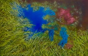 Colleen Baxter, Artist - Paintings & Prints