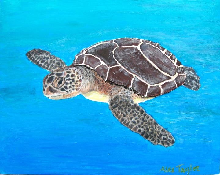 Aquatic Themes: Swimming Sea Turtle - Alex's Gallery - Paintings ...