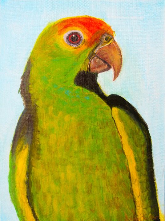 Birds collection: Pete the Parrot - Alex's Gallery - Paintings & Prints ...