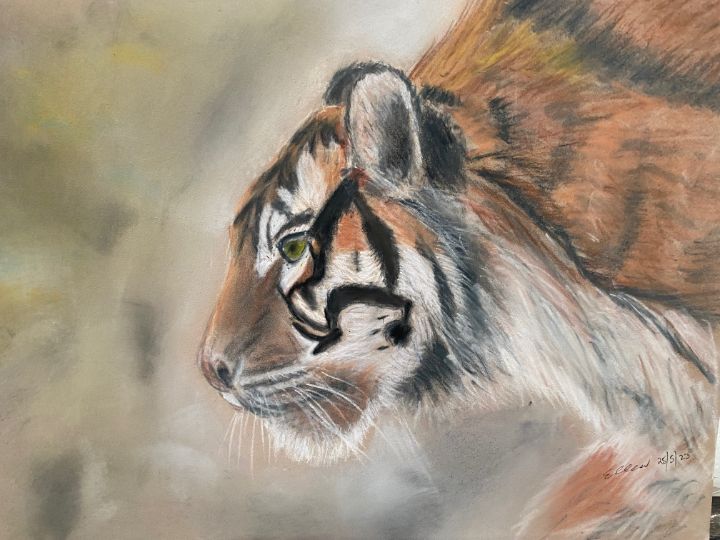 Magnificant tiger, endangered - Ellen Nicholls WA Artist - Drawings ...