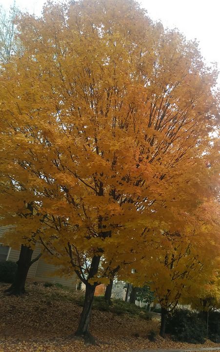 Fall's Golden Maple Trees - Robert Martin - Photography, Landscapes ...