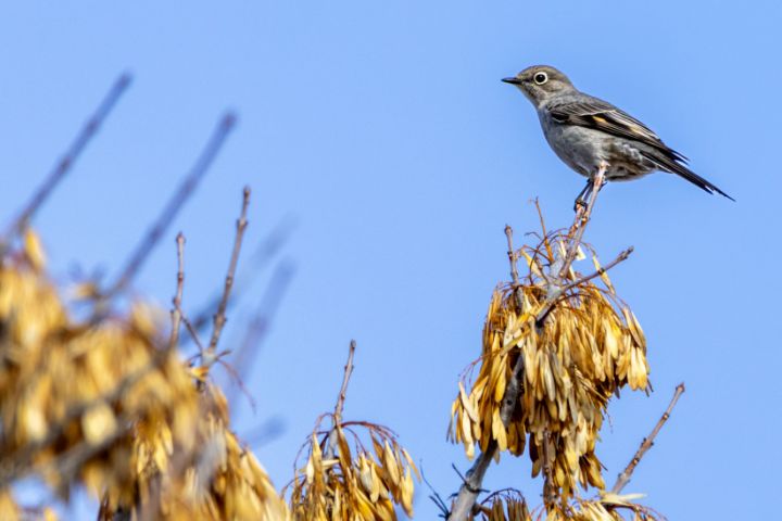 Townsend’s Solitaire - Birds - Photography, Animals, Birds, & Fish ...