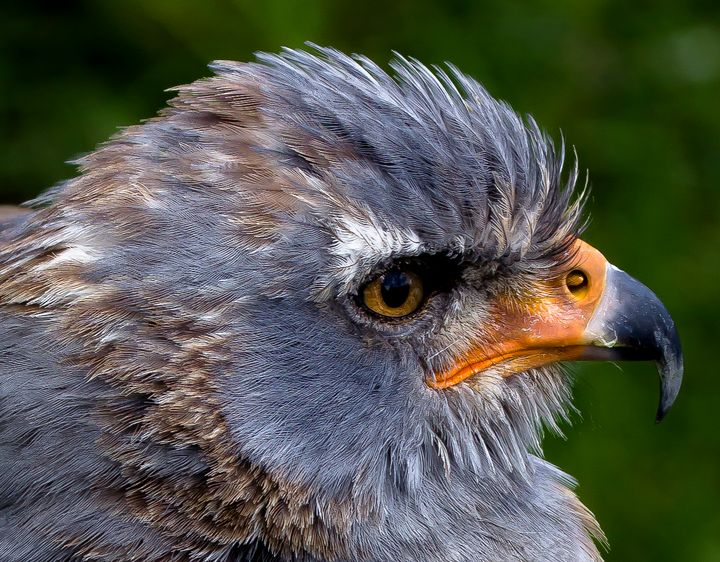 Headshot of a Goshawk - My-Photography - Photography, Animals, Birds ...