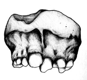 ink teeth - Drawings & Illustration