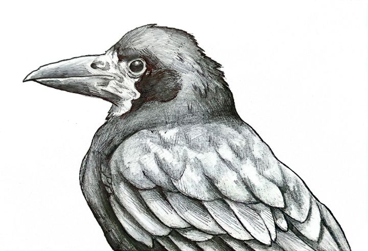 ink teeth - Drawings & Illustration
