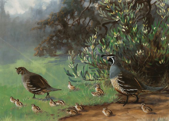 California Quail - James Garcia / ArtPal - Paintings & Prints, Animals ...