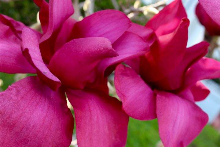 Magenta Flowers 4 - Natalie M Studio - Photography, Flowers, Plants ...