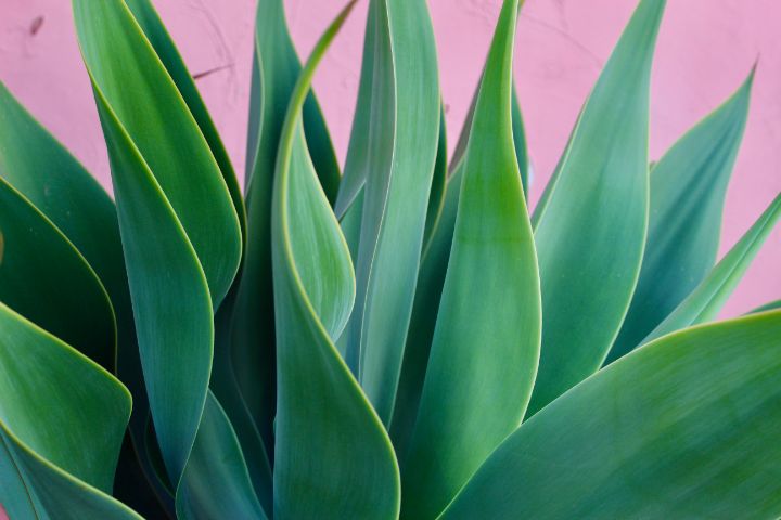 Agave in Pink and Green 1 - Natalie M Studio - Photography, Flowers ...