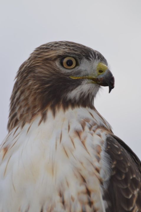 Portrait of a Red-Tailed Hawk - Christine's Art and Photography ...