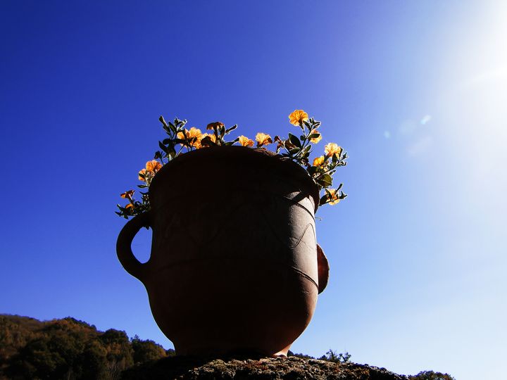 flower pot - unknownApe - Photography, Abstract, Man-made Objects - ArtPal