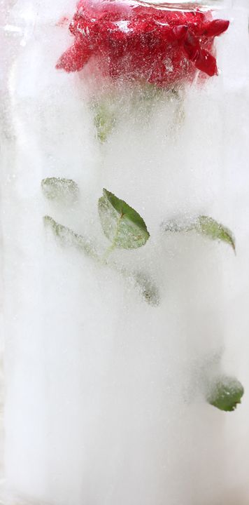 Frozen Rose - Gallery 31 - Photography, Flowers, Plants, & Trees ...