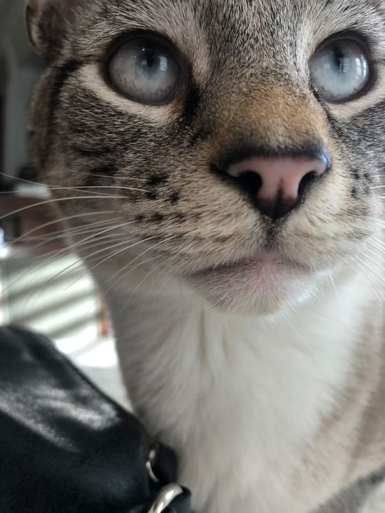 Close up kitty - Shayna prince - Photography, Animals, Birds, & Fish ...