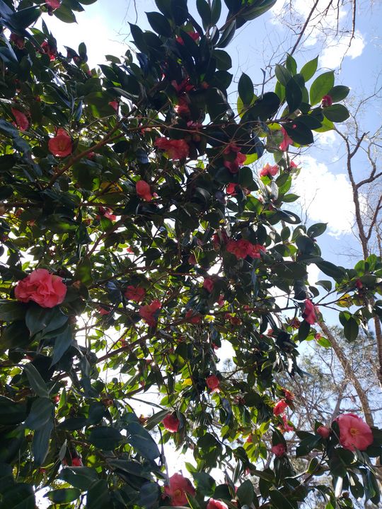 Pink flowee bush - Katie Ann Tilley - Photography, Landscapes & Nature ...